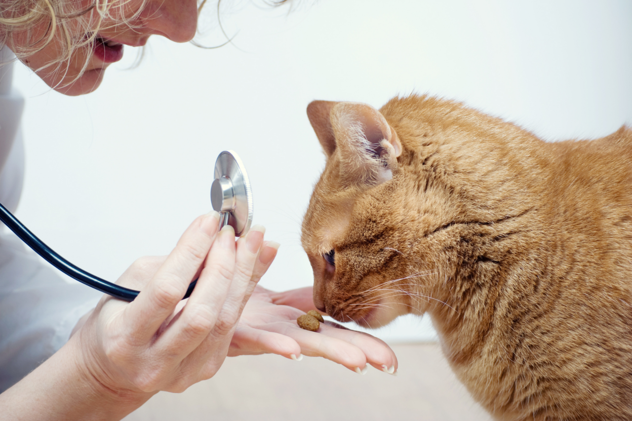 Best Vet Hospital In Belmont, NC | Belmont Animal Hospital